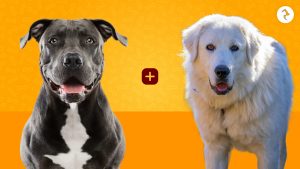 30 Pitbull Mixes That Are Adorable