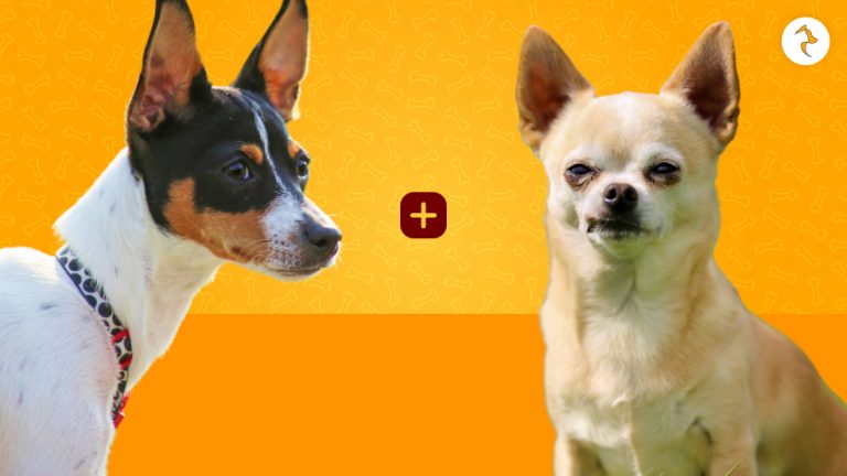 40+ Chihuahua Mix Breeds That You Should Know About