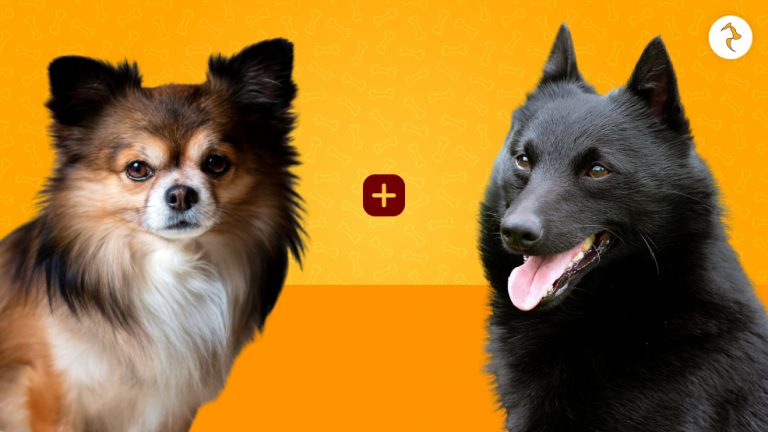 40+ Chihuahua Mix Breeds That You Should Know About