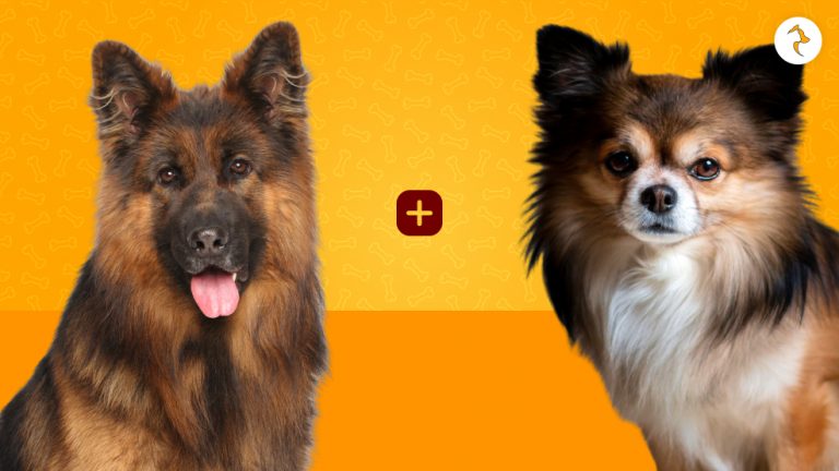 40+ Chihuahua Mix Breeds That You Should Know About