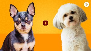 40+ Chihuahua Mix Breeds That You Should Know About