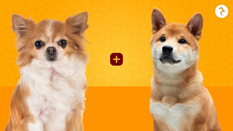 40+ Chihuahua Mix Breeds That You Should Know About