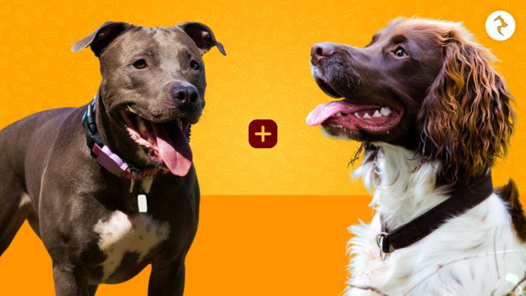 30 Pitbull Mixes That Are Adorable