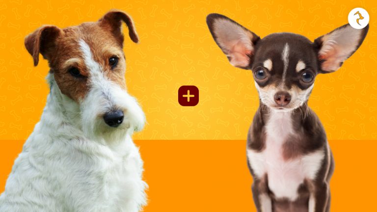 40+ Chihuahua Mix Breeds That You Should Know About