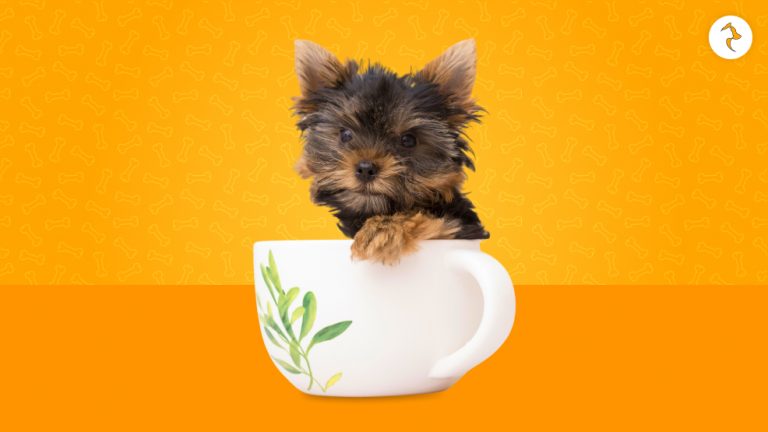 Types of Yorkies: A Guide to Different Yorkshire Terrier Varieties