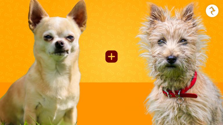 40+ Chihuahua Mix Breeds That You Should Know About