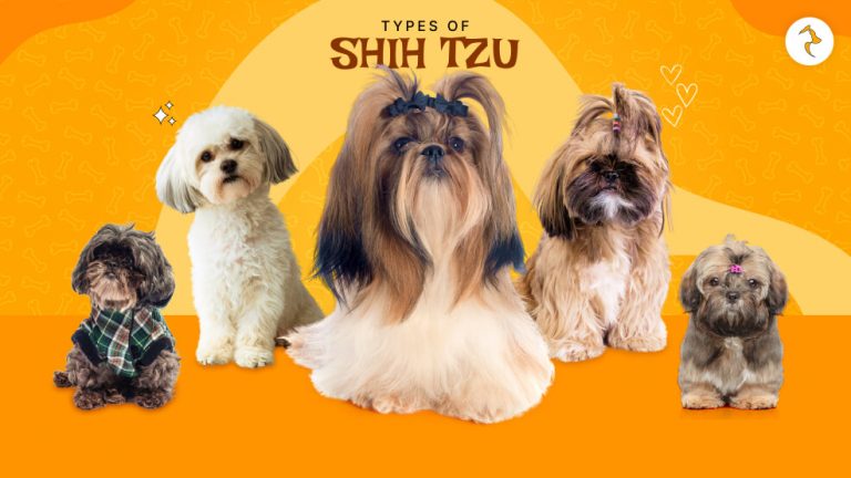 Types of Shih Tzu: A Guide to the Different Varieties