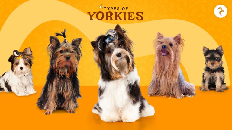 Types of Yorkies: A Guide to Different Yorkshire Terrier Varieties