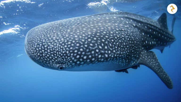 Cool Animals: Fascinating Creatures and What Makes Them Special