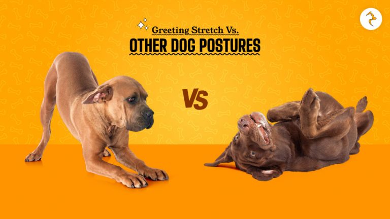 Dogs Greeting Stretch: What It Means and Why It Matters