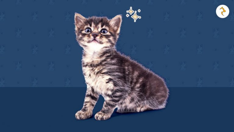 Teacup Cats: Everything You Want to Know About These Tiny Cats