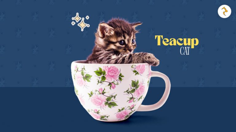 Teacup Cats: Everything You Want to Know About These Tiny Cats