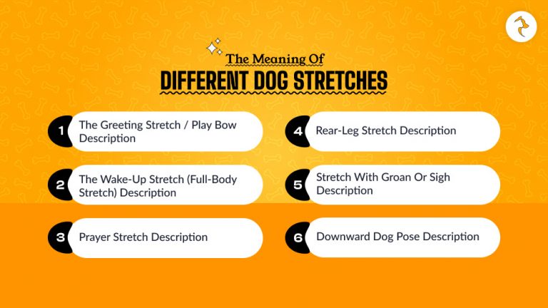Dogs Greeting Stretch: What It Means and Why It Matters
