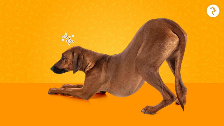 Dogs Greeting Stretch: What It Means and Why It Matters