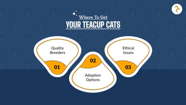 Teacup Cats: Everything You Want to Know About These Tiny Cats