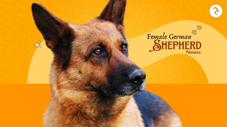 Female German Shepherd Names: Explained by a New Pet Parent!