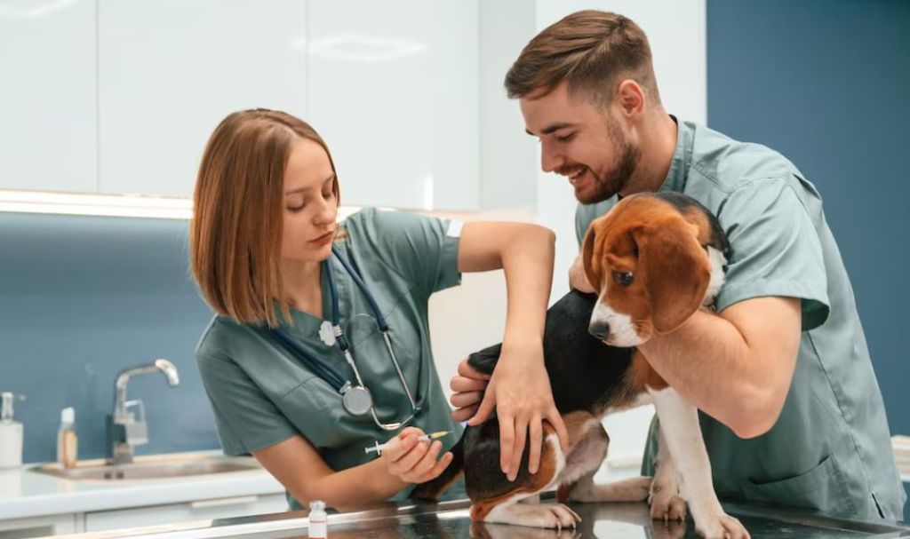 Being A Better Pet Parent: How To Choose Right Pet Care Services
