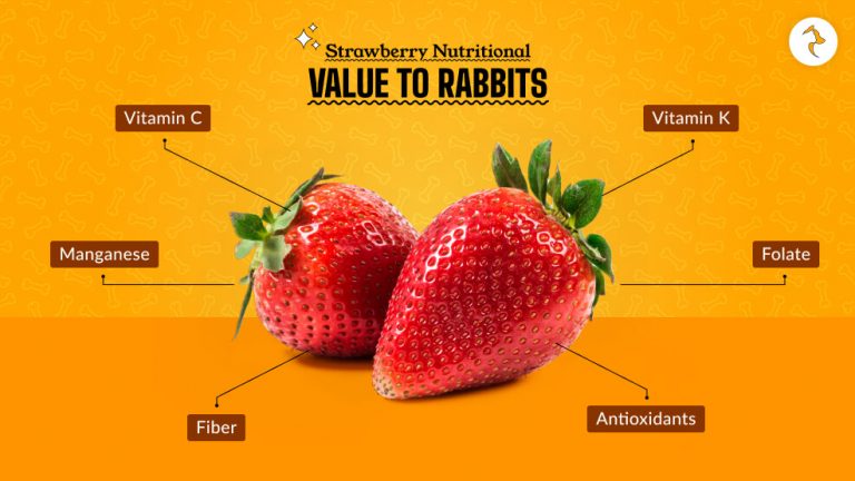 Can Rabbits Eat Strawberries?