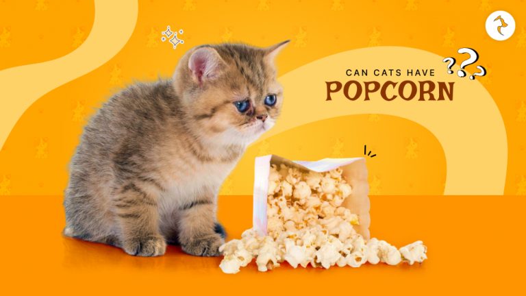 Can Cats Have Popcorn? Is It A Healthy Snack?