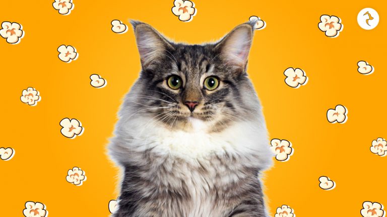 Can Cats Have Popcorn? Is It A Healthy Snack?