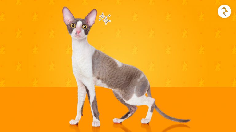 Ugly Cat Breeds? Is That Even Possible?