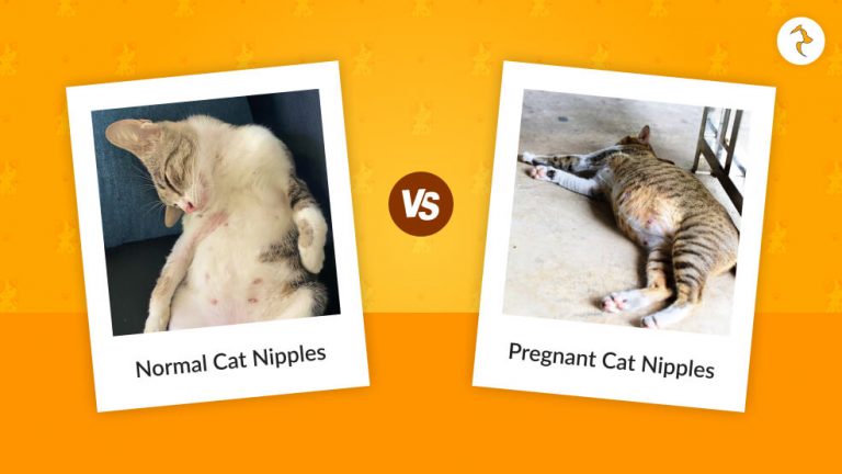Normal Cat Nipples Vs Pregnant Cat Nipples: Know Their Anatomy