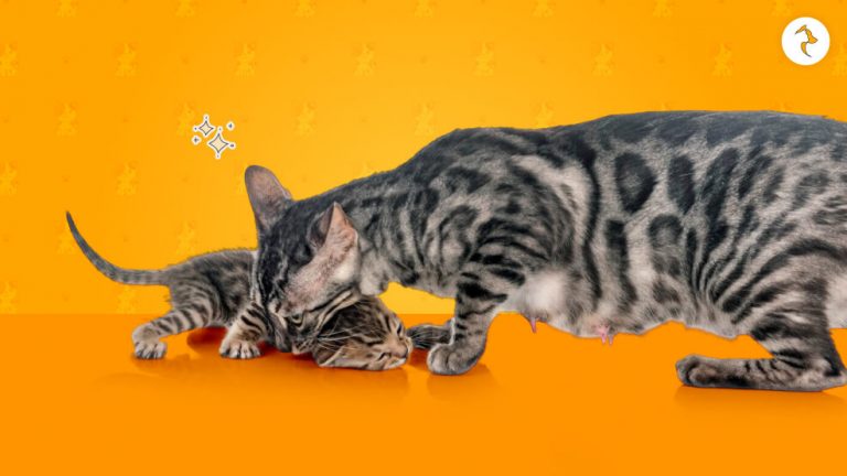 Normal Cat Nipples Vs Pregnant Cat Nipples: Know Their Anatomy
