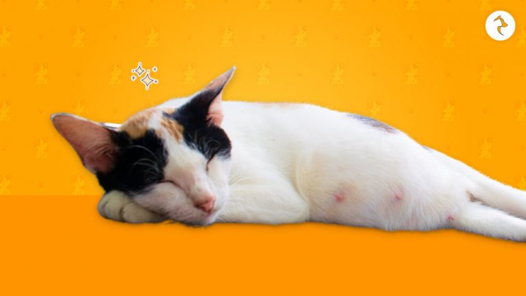 Normal Cat Nipples Vs Pregnant Cat Nipples: Know Their Anatomy