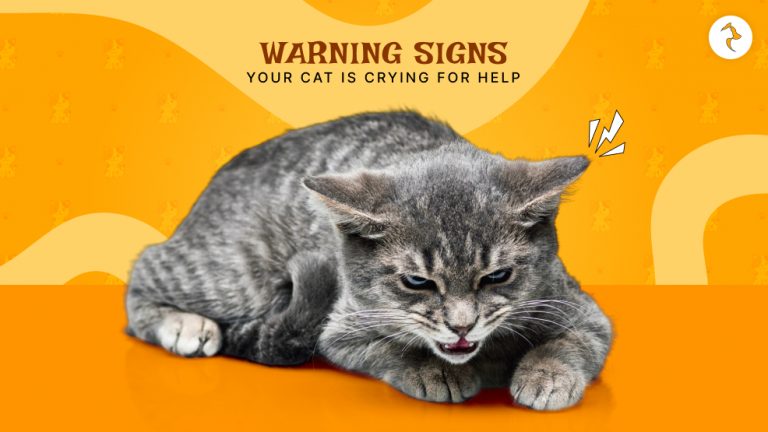 10+ Warning Signs Your Cat Is Crying For Help