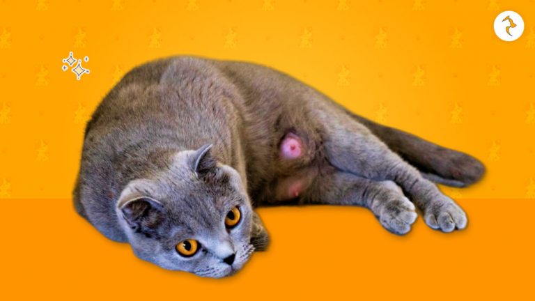Normal Cat Nipples Vs Pregnant Cat Nipples: Know Their Anatomy