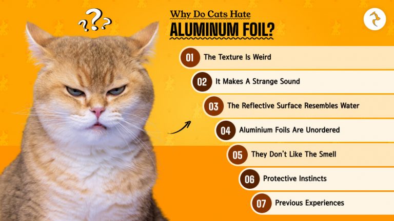 Why do cats hate aluminum foil? Can You Train Them With It?