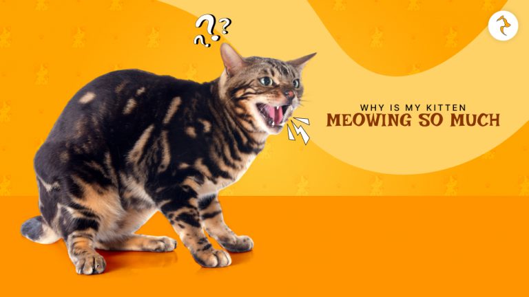 Why Is My Kitten Meowing So Much? Is She Sick?