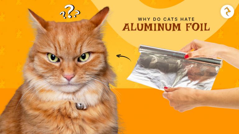 Why do cats hate aluminum foil? Can You Train Them With It?