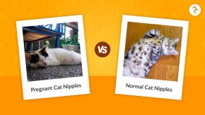 Normal Cat Nipples Vs Pregnant Cat Nipples: Know Their Anatomy