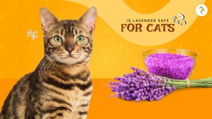 Is Lavender Safe For Cats? Can You Use Lavender Essential Oils?