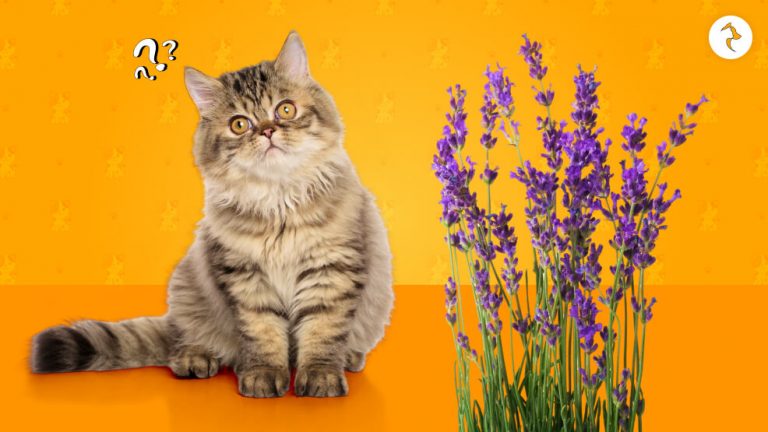 Is Lavender Safe For Cats? Can You Use Lavender Essential Oils?