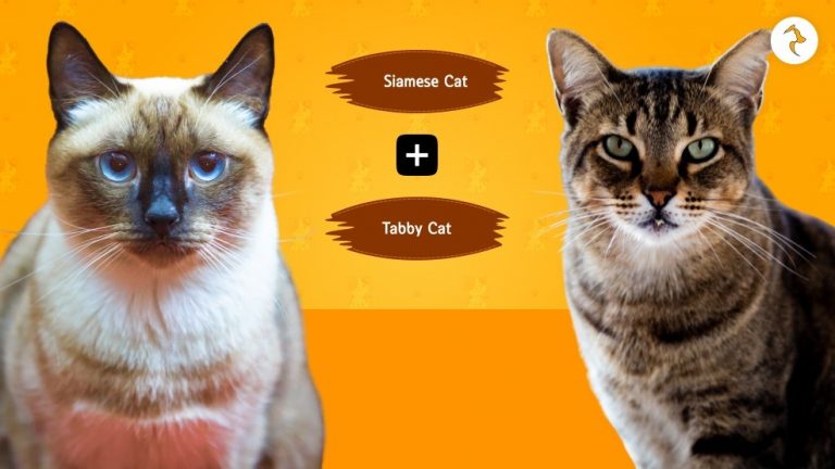 Siamese Tabby Mix: A Complete Breed Overview