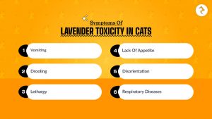 Is Lavender Safe For Cats? Can You Use Lavender Essential Oils?