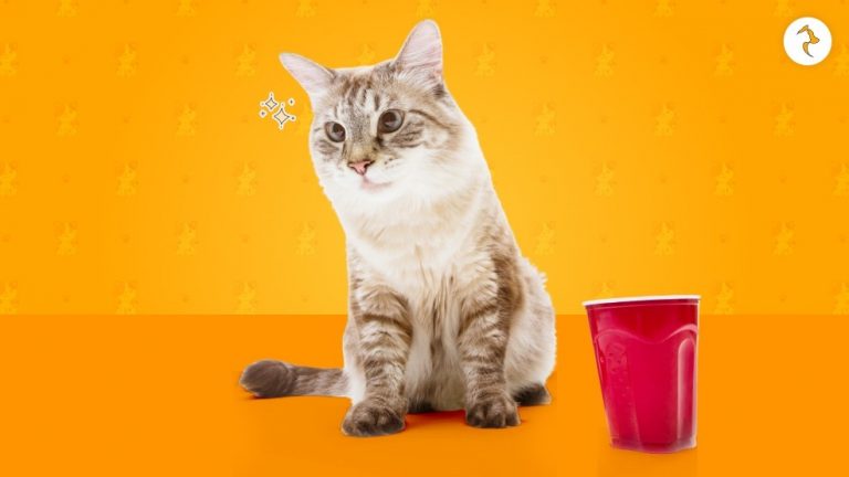 Siamese Tabby Mix: A Complete Breed Overview