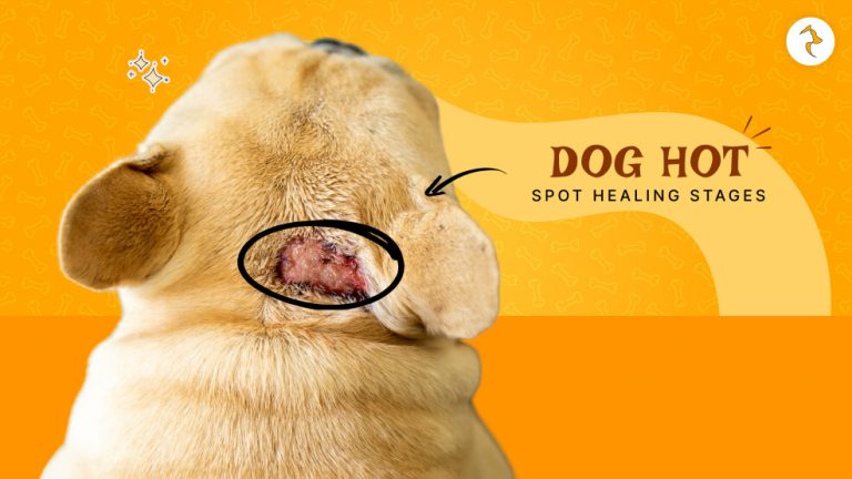 What Are The Different Dog Hot Spot Healing Stages?