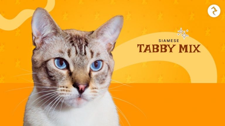 Siamese Tabby Mix: A Complete Breed Overview