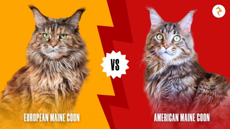 European Maine Coon: A Complete Breed Overview