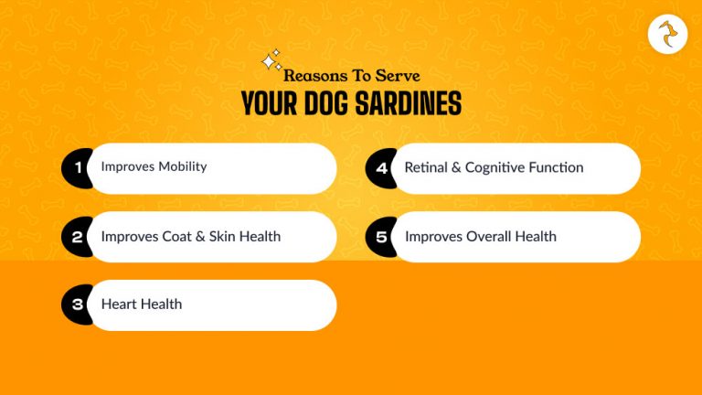 Sardines For Dogs: Is It Safe For Them?