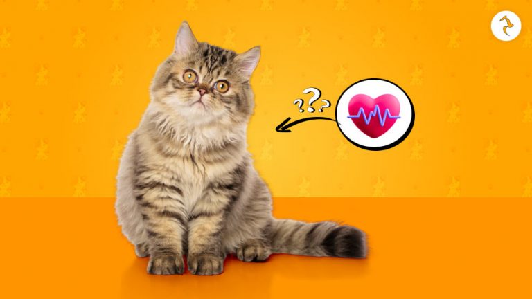 Average Cat Heart Rate: How Should You Monitor It?