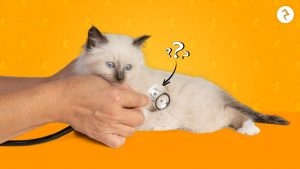 Average Cat Heart Rate: How Should You Monitor It?