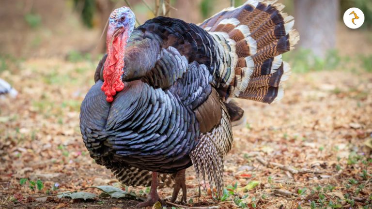 Top 15 + Dumbest Animals In The World (Updated)