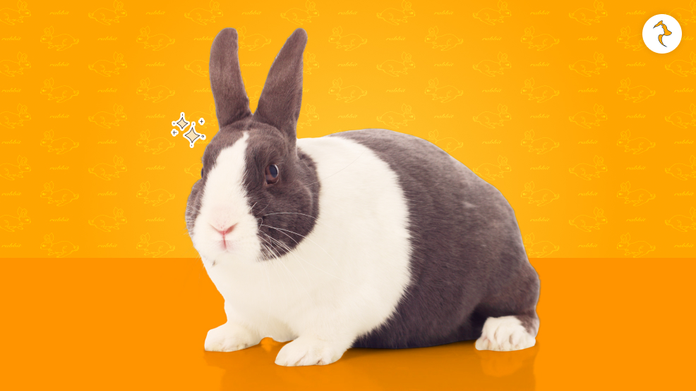 Best Rabbit Breeds for Kids: Safe Picks, Risks & Care Tips