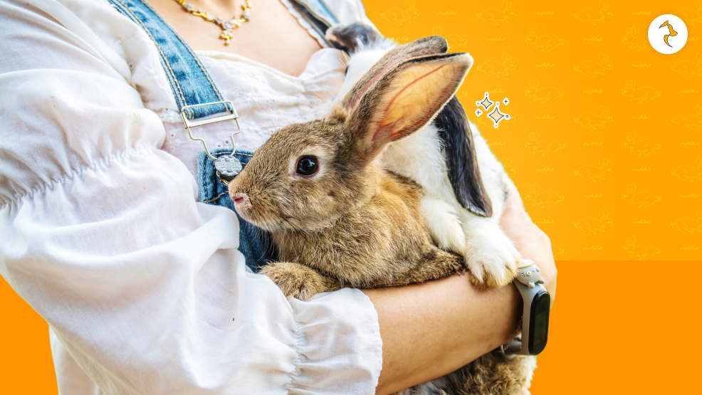 Calmest Rabbit Breeds For Beginners: Top 10 Gentle Picks
