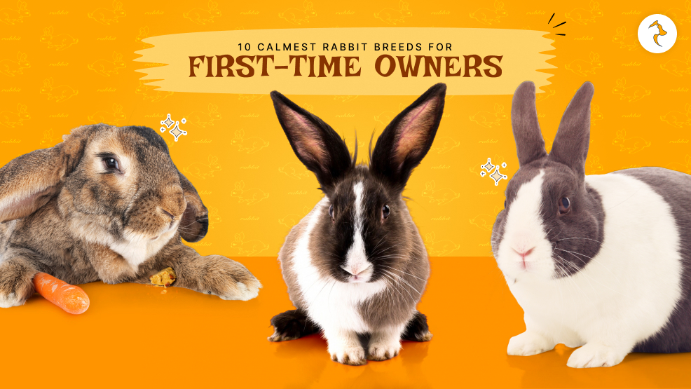 Calmest Rabbit Breeds For Beginners: Top 10 Gentle Picks