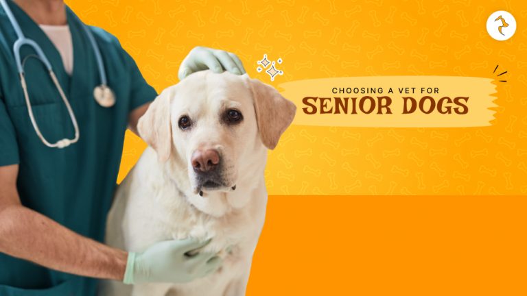 A Complete Guide For Choosing A Vet For A Senior Labrador